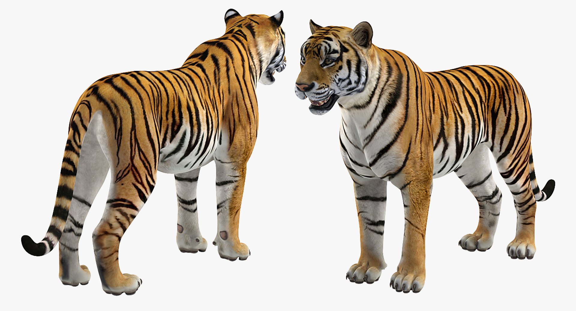 Tiger 3D model - TurboSquid 1271766