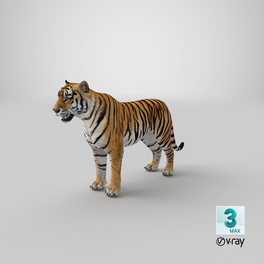 Tiger 3D Model - TurboSquid 1271766