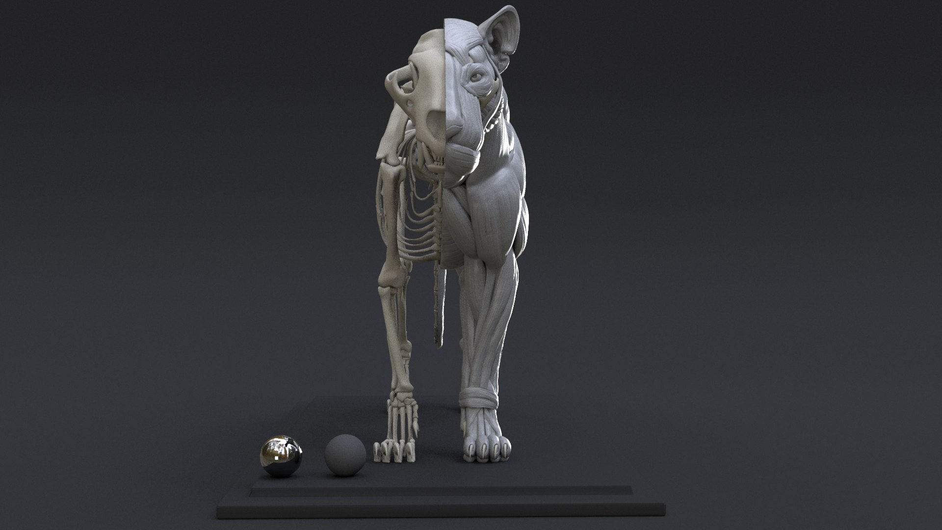 3D Model Digital Lion Ecorche Study - TurboSquid 1257528