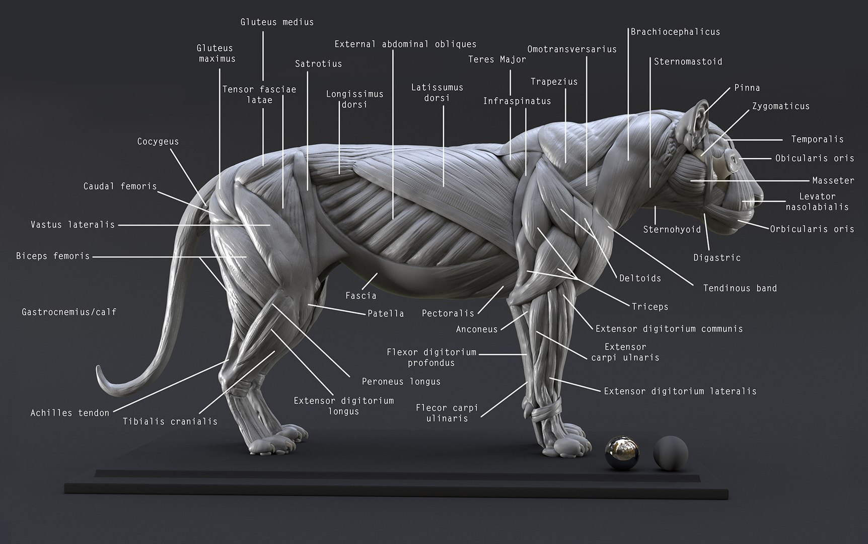 modelo 3d Lion Ecorche - Estudio de Músculos Modelo Digital ...