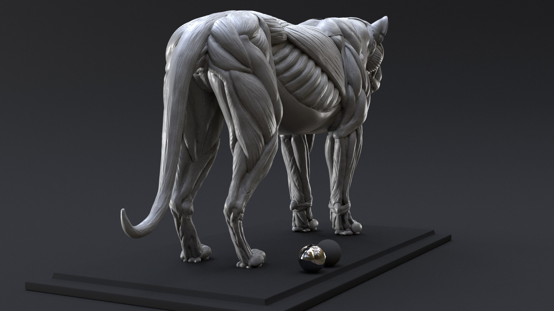 3D Model Digital Lion Ecorche Study - TurboSquid 1257528