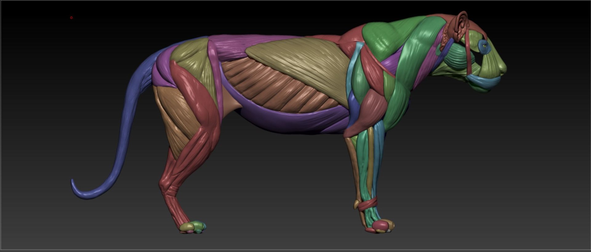 3D Model Digital Lion Ecorche Study - TurboSquid 1257528