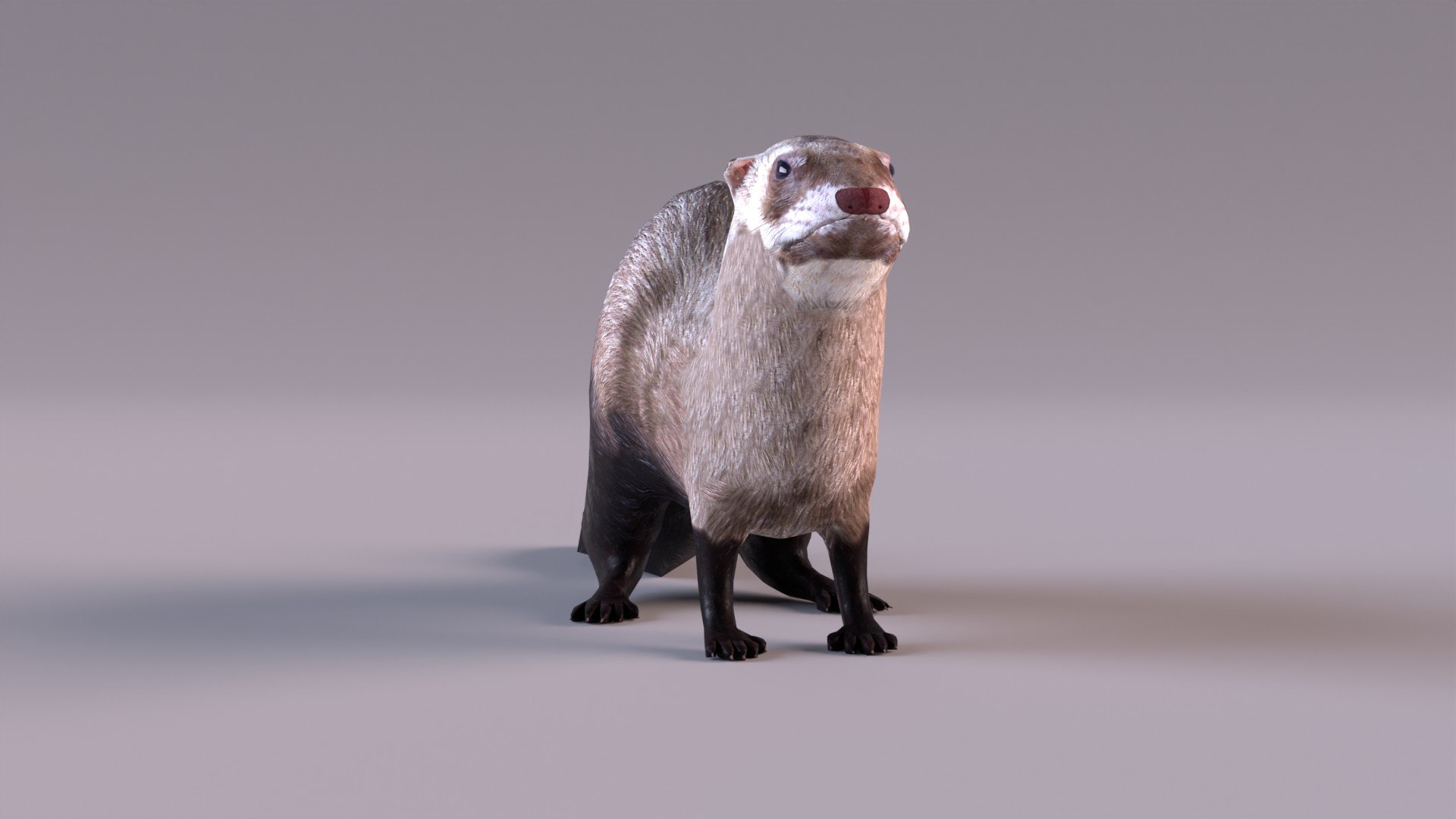 3D nature animal ferret model - TurboSquid 1443916