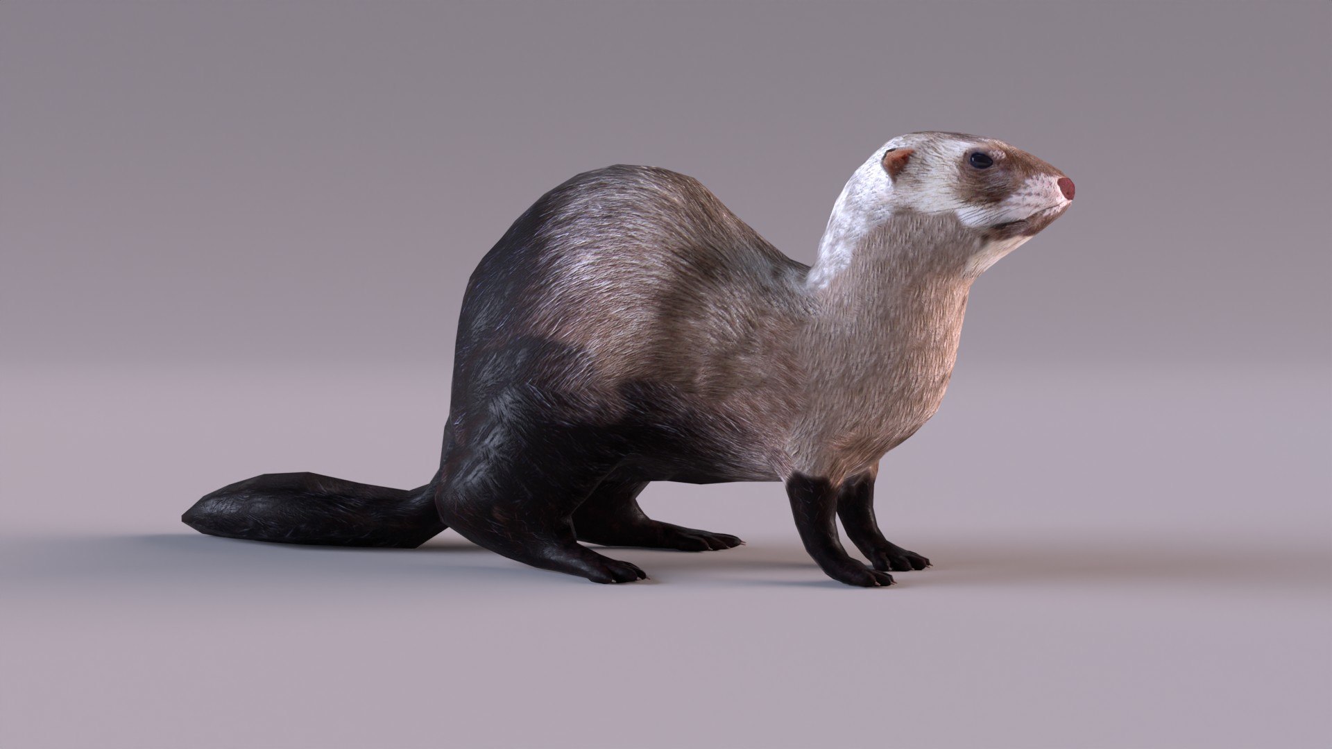 3D nature animal ferret model - TurboSquid 1443916