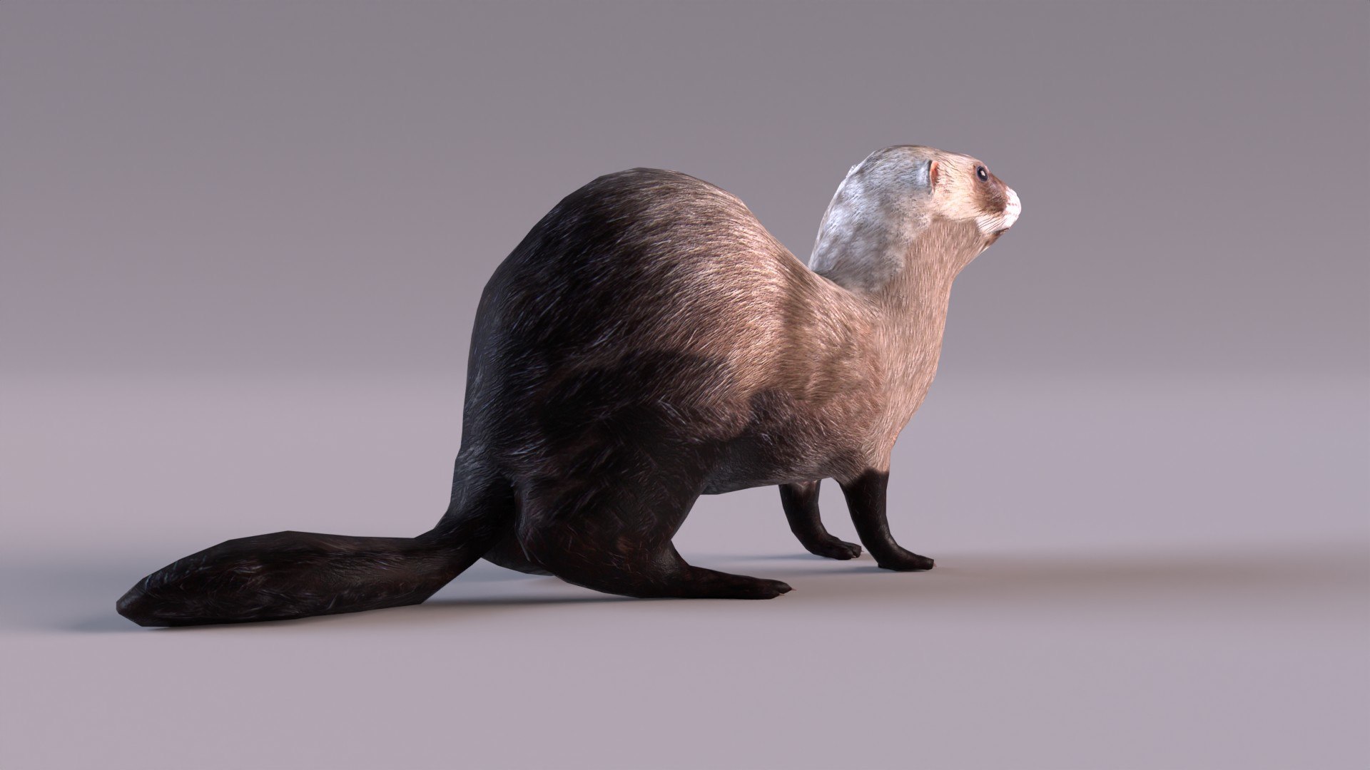 3D nature animal ferret model - TurboSquid 1443916