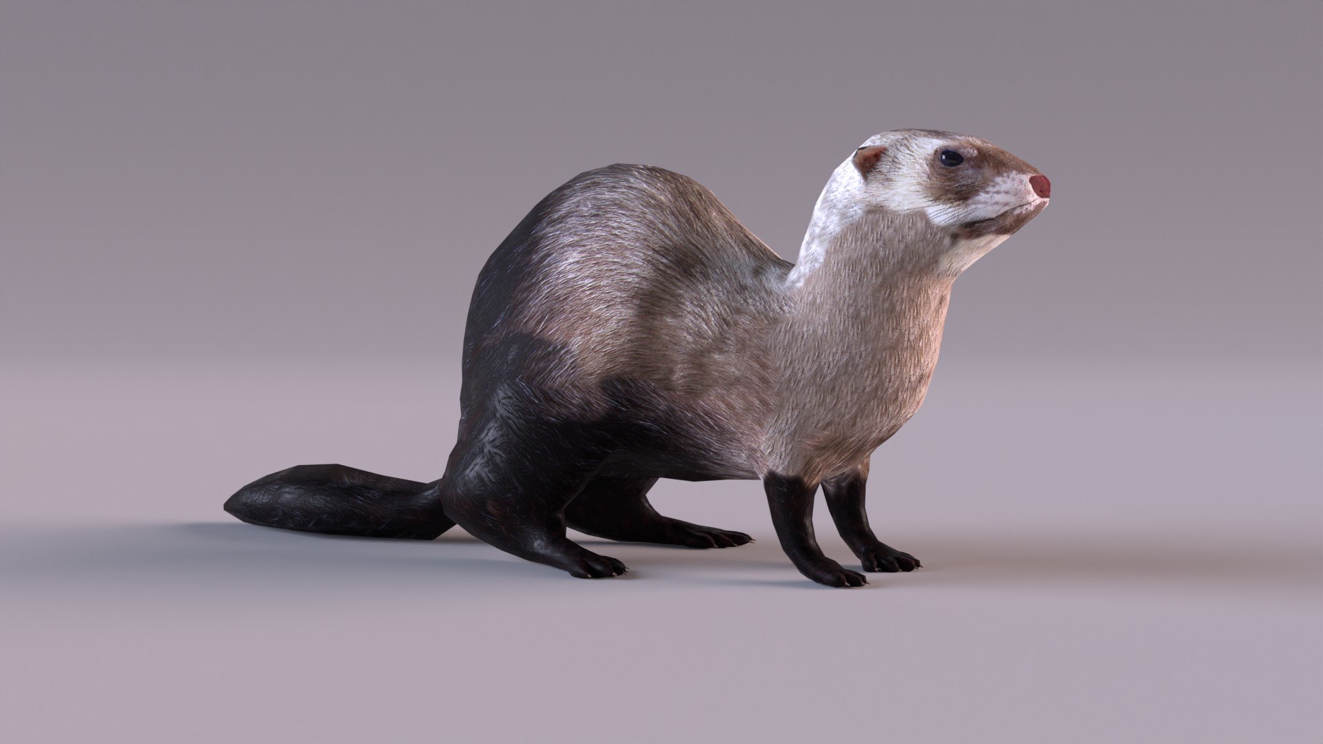 3D nature animal ferret model - TurboSquid 1443916
