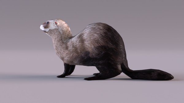 3D nature animal ferret model - TurboSquid 1443916