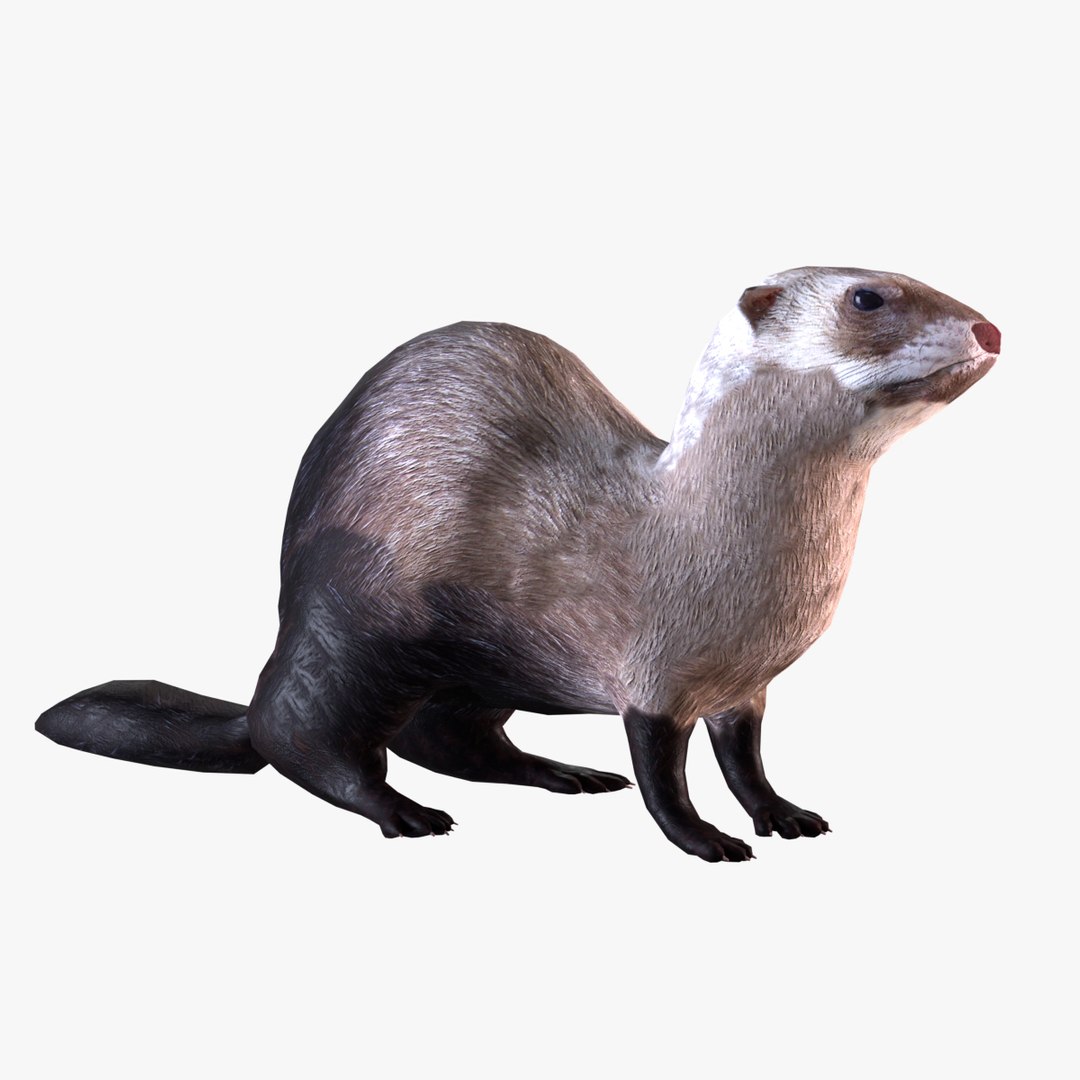 3D nature animal ferret model - TurboSquid 1443916