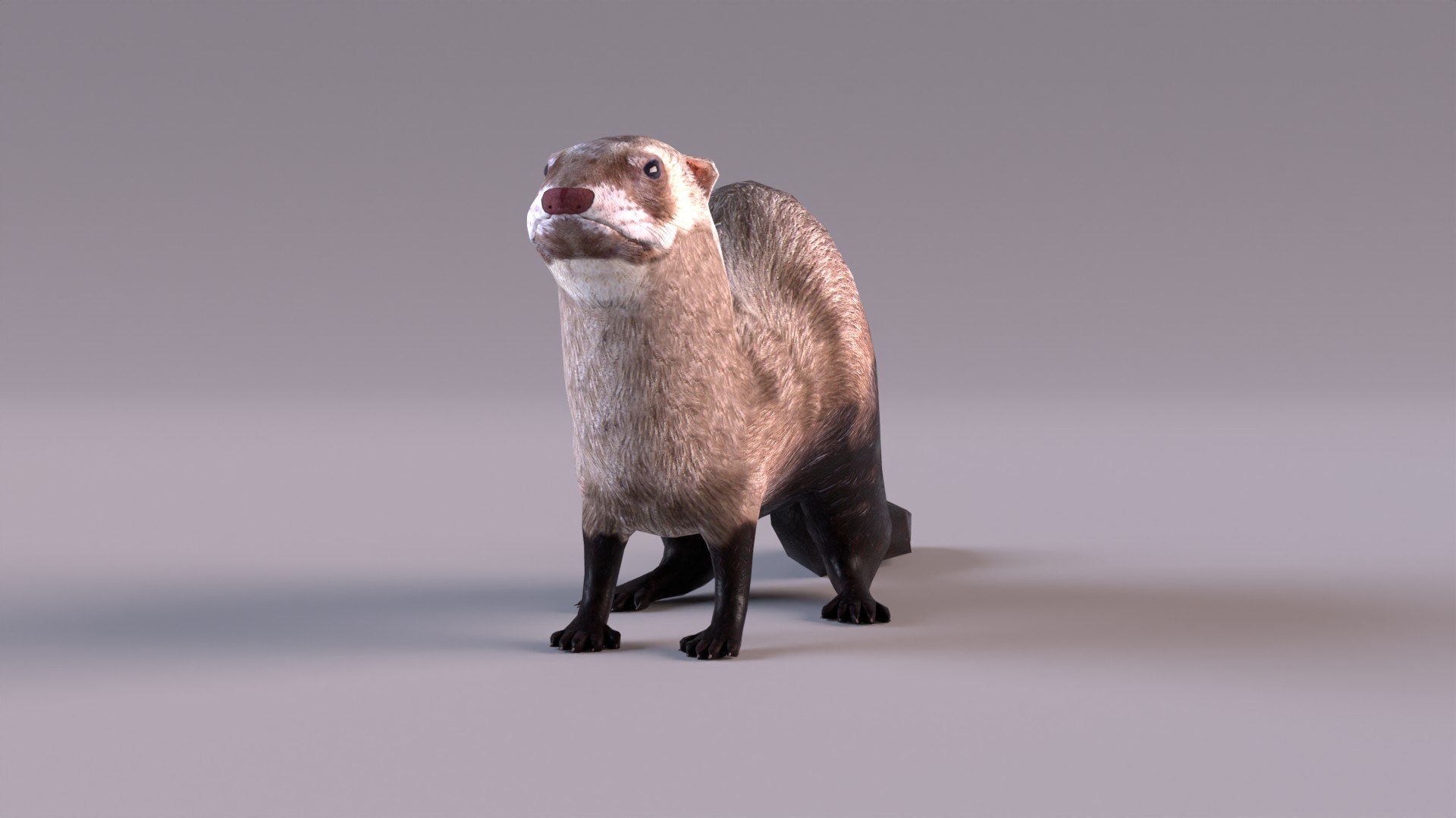 3D nature animal ferret model - TurboSquid 1443916
