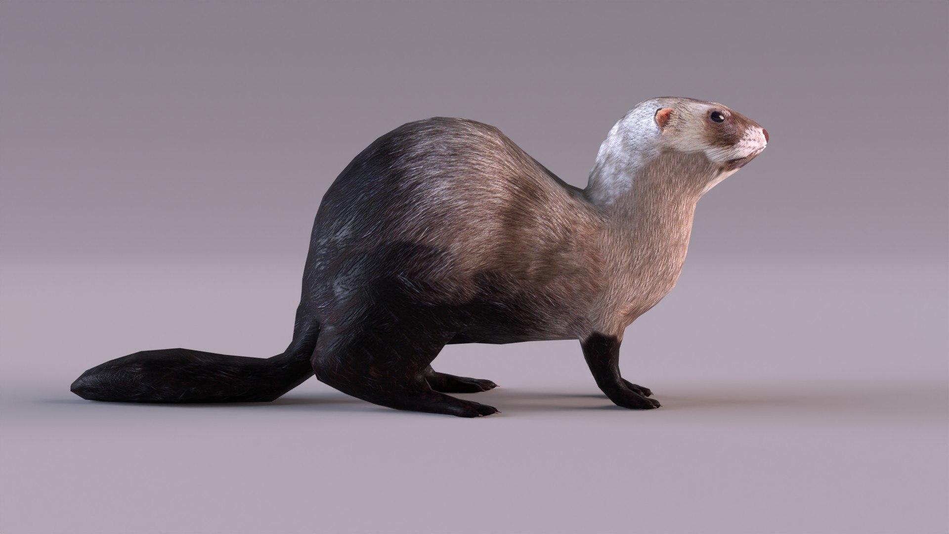 3D nature animal ferret model - TurboSquid 1443916