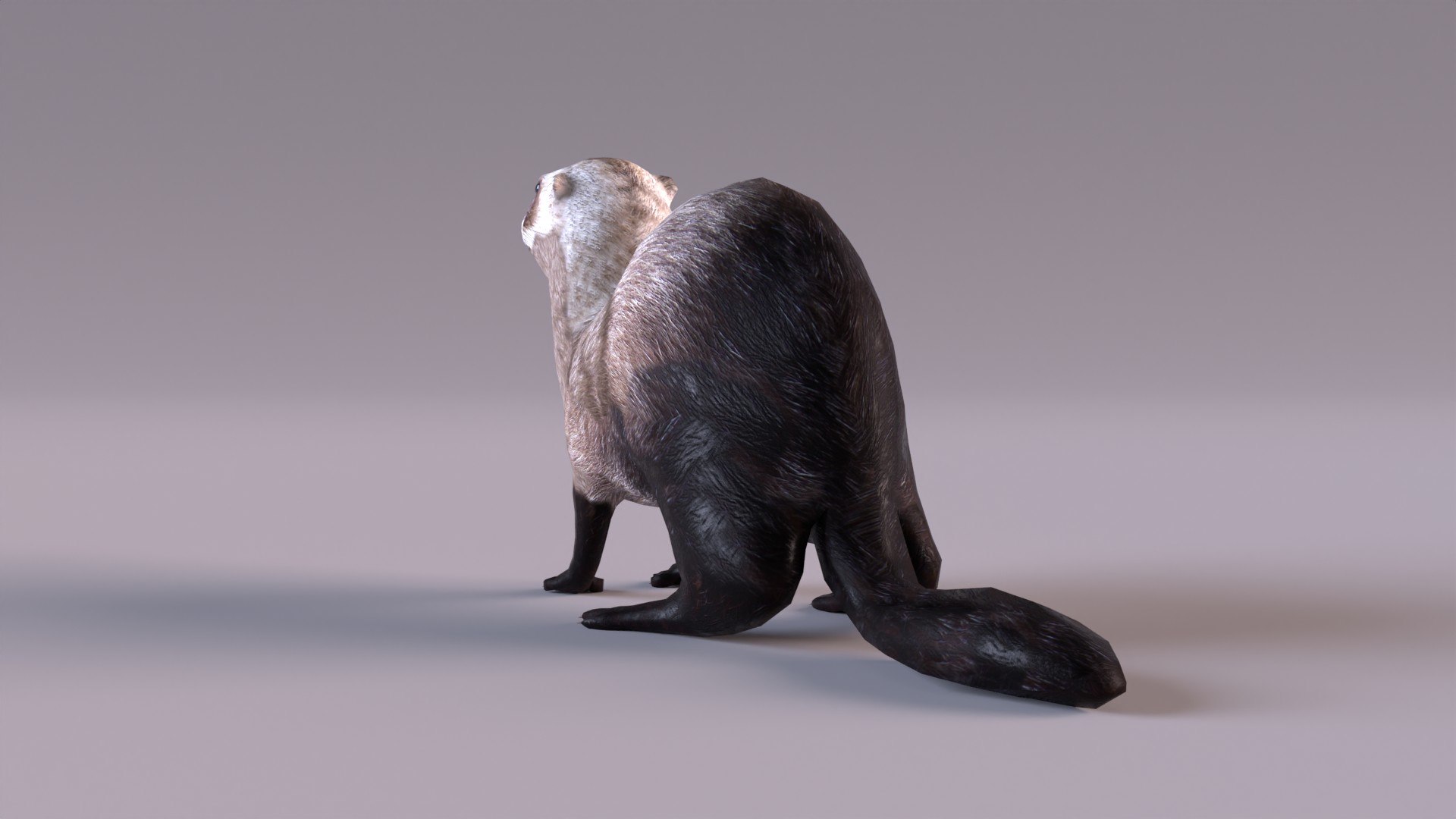 3D nature animal ferret model - TurboSquid 1443916