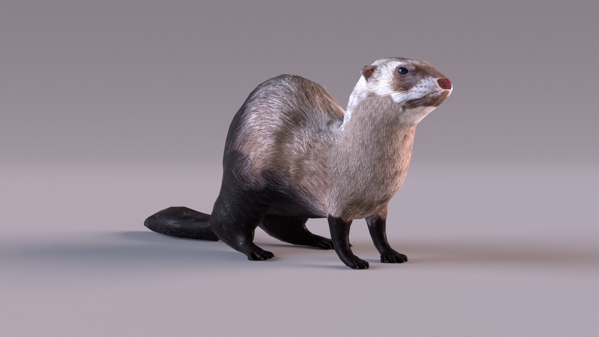3D nature animal ferret model - TurboSquid 1443916