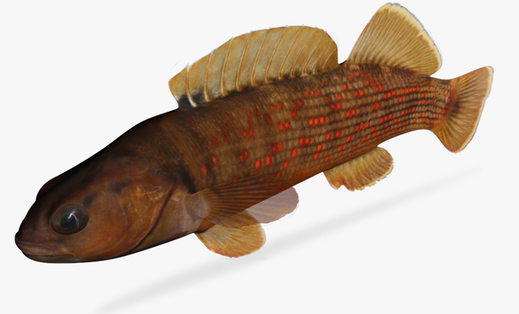 3d model etheostoma camurum bluebreast darter