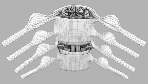 Spinal cord covering transverse 3D model - TurboSquid 1490343