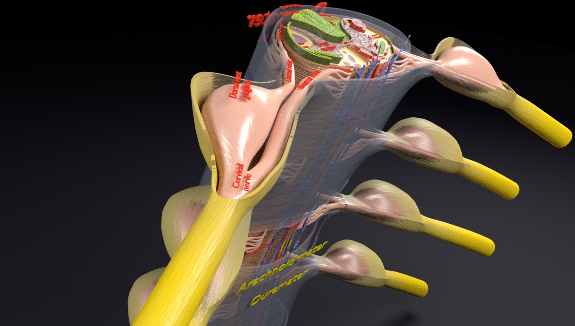 Spinal cord covering transverse 3D model - TurboSquid 1490343