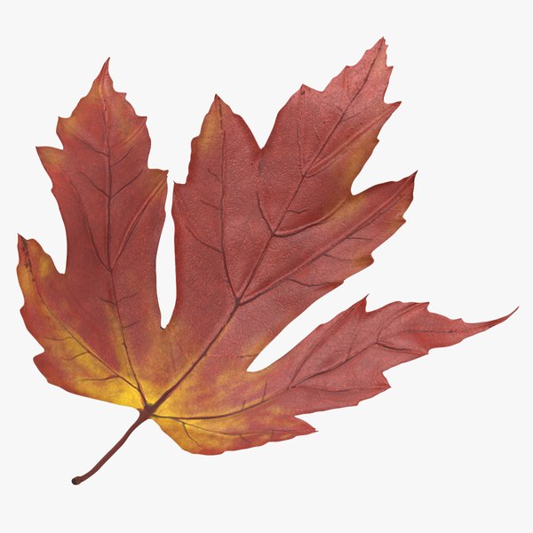 Leaf Blender Models for Download | TurboSquid