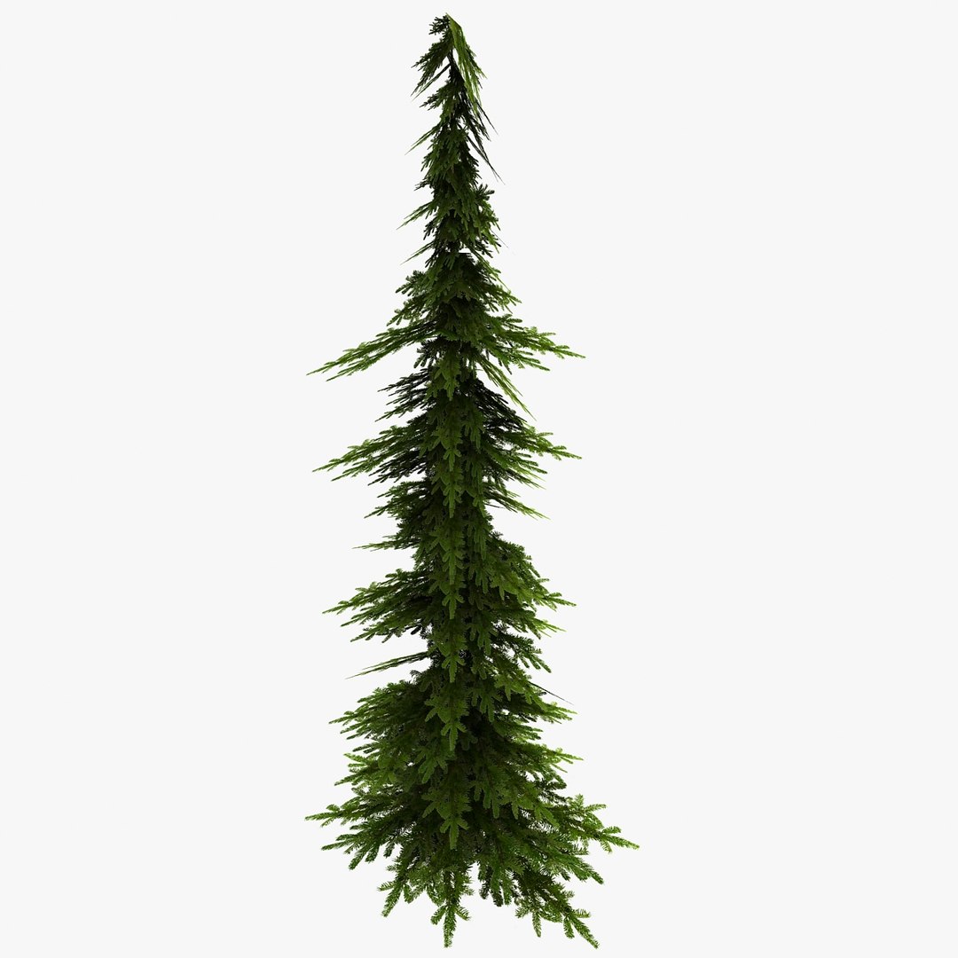 3d Model Spruce2 Visualization