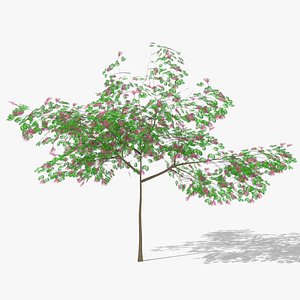 3D Albizia Models | TurboSquid