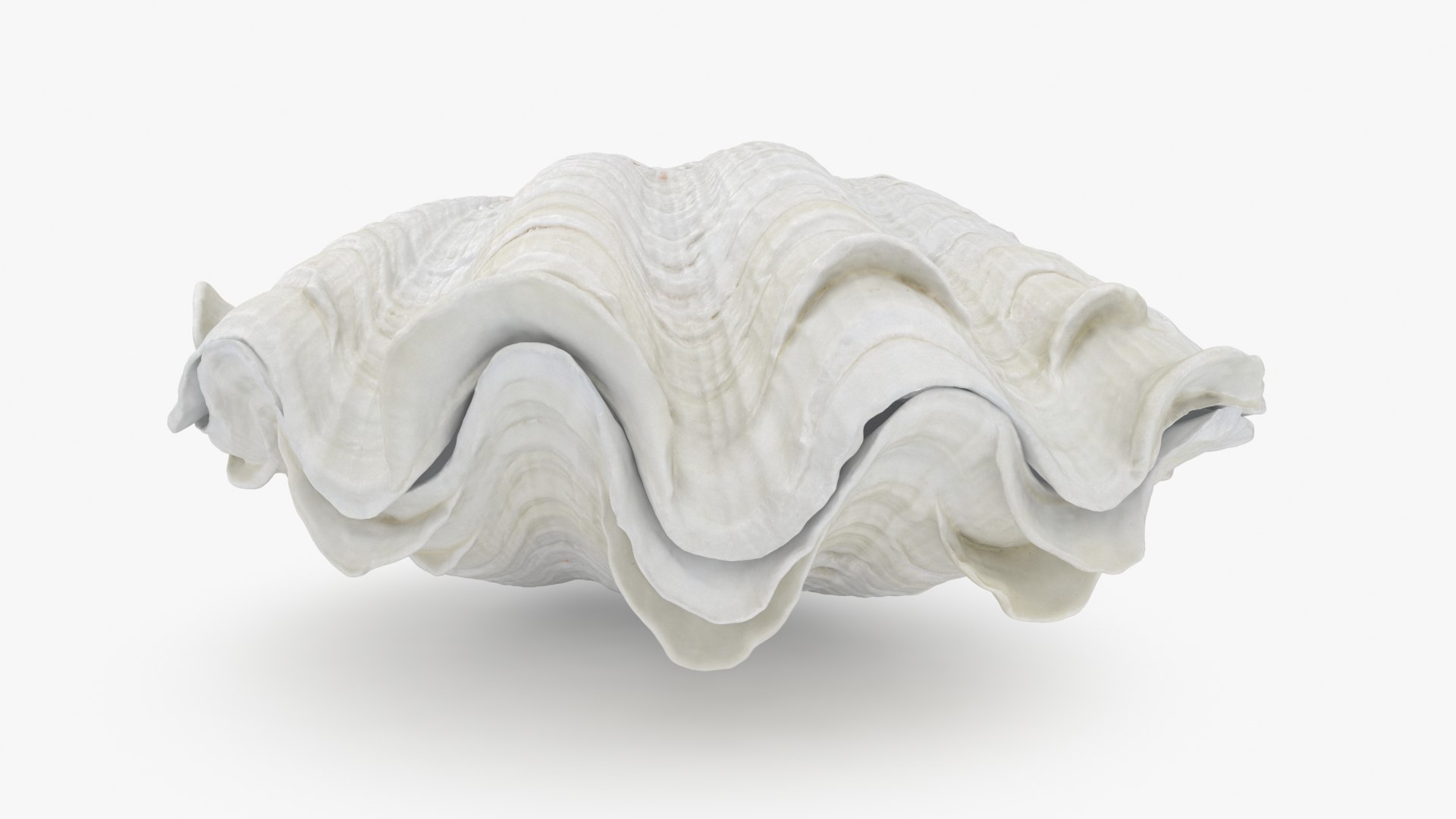 3D Giant Clam Shell Model - TurboSquid 2302564