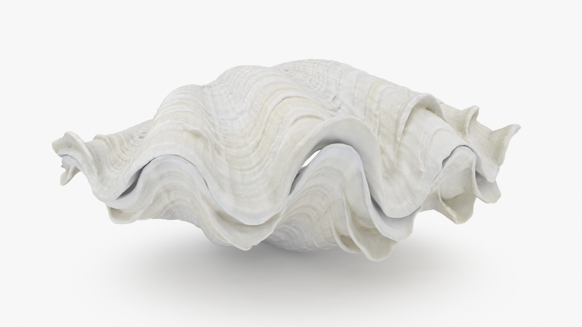 3D Giant Clam Shell Model - TurboSquid 2302564