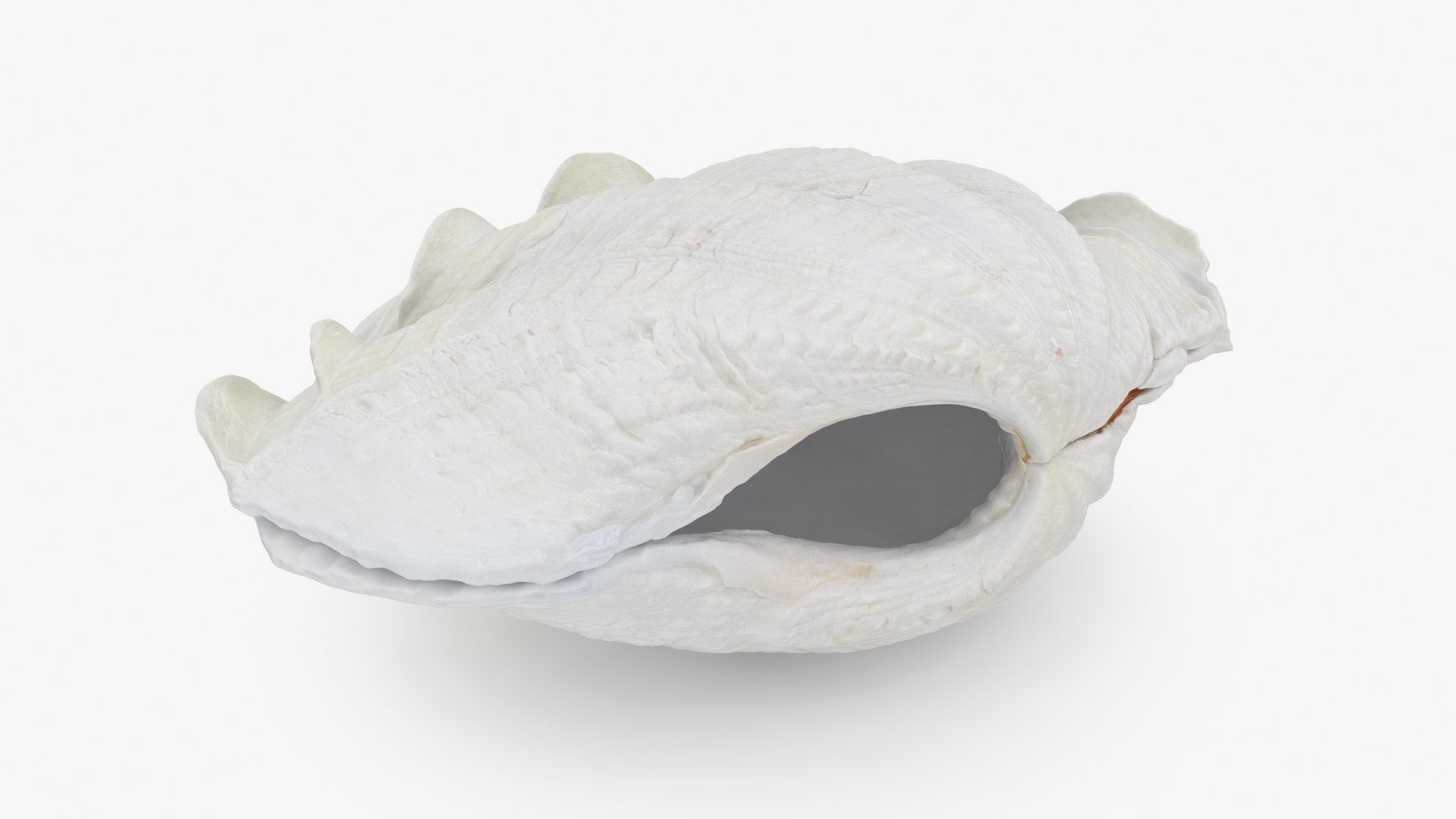3D Giant Clam Shell Model - TurboSquid 2302564