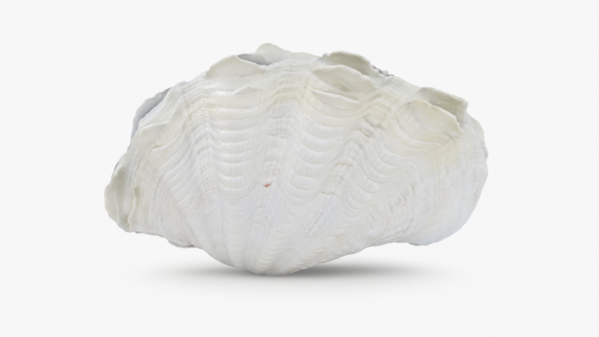 3D Giant Clam Shell Model - TurboSquid 2302564