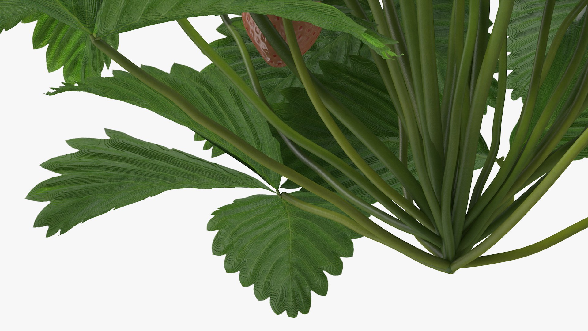 3D strawberry plant ripe unripe - TurboSquid 1624005