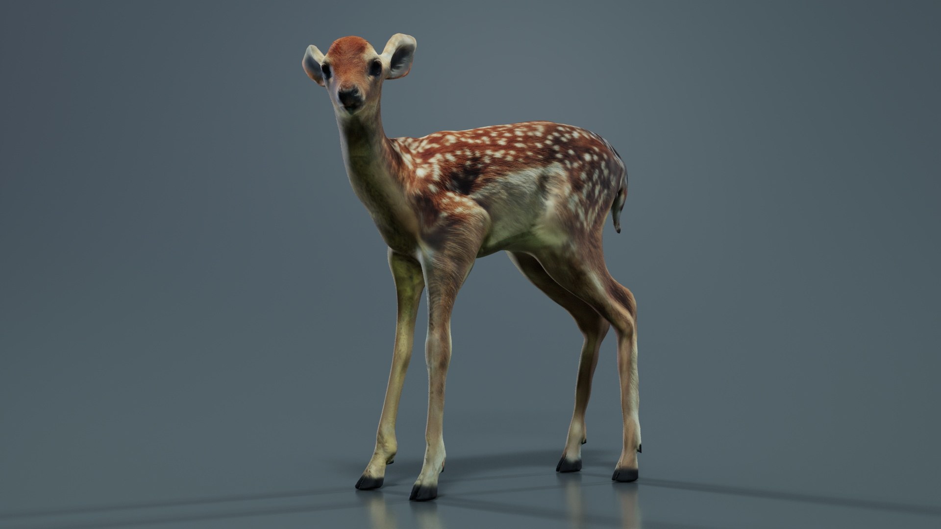 3D Fawn Remastered - TurboSquid 2359802