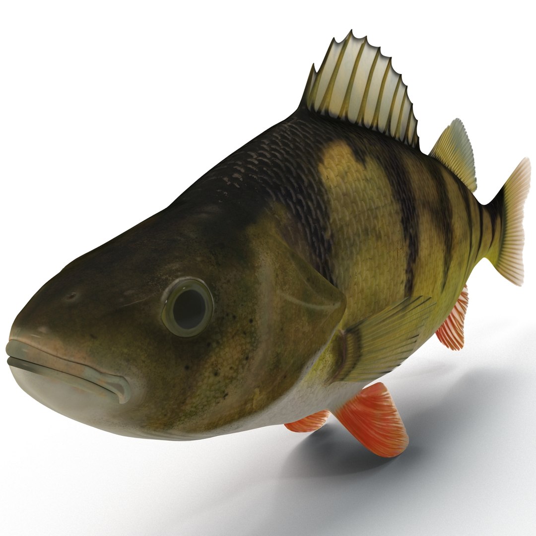 Perch Fish Max