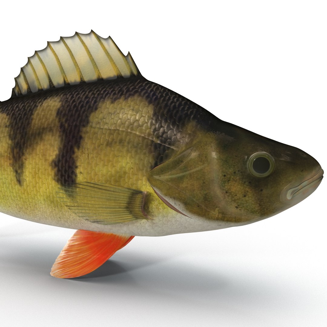 Perch Fish Max
