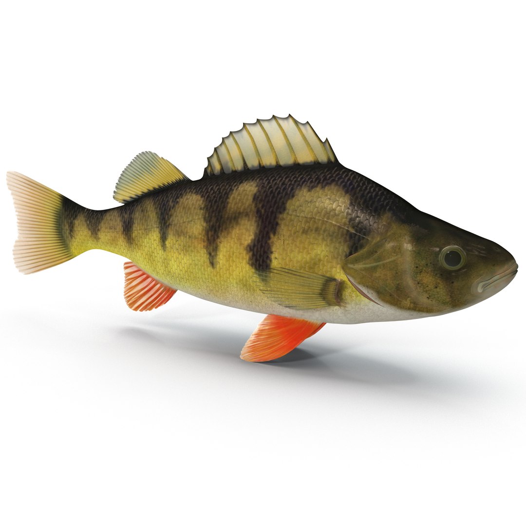perch fish max