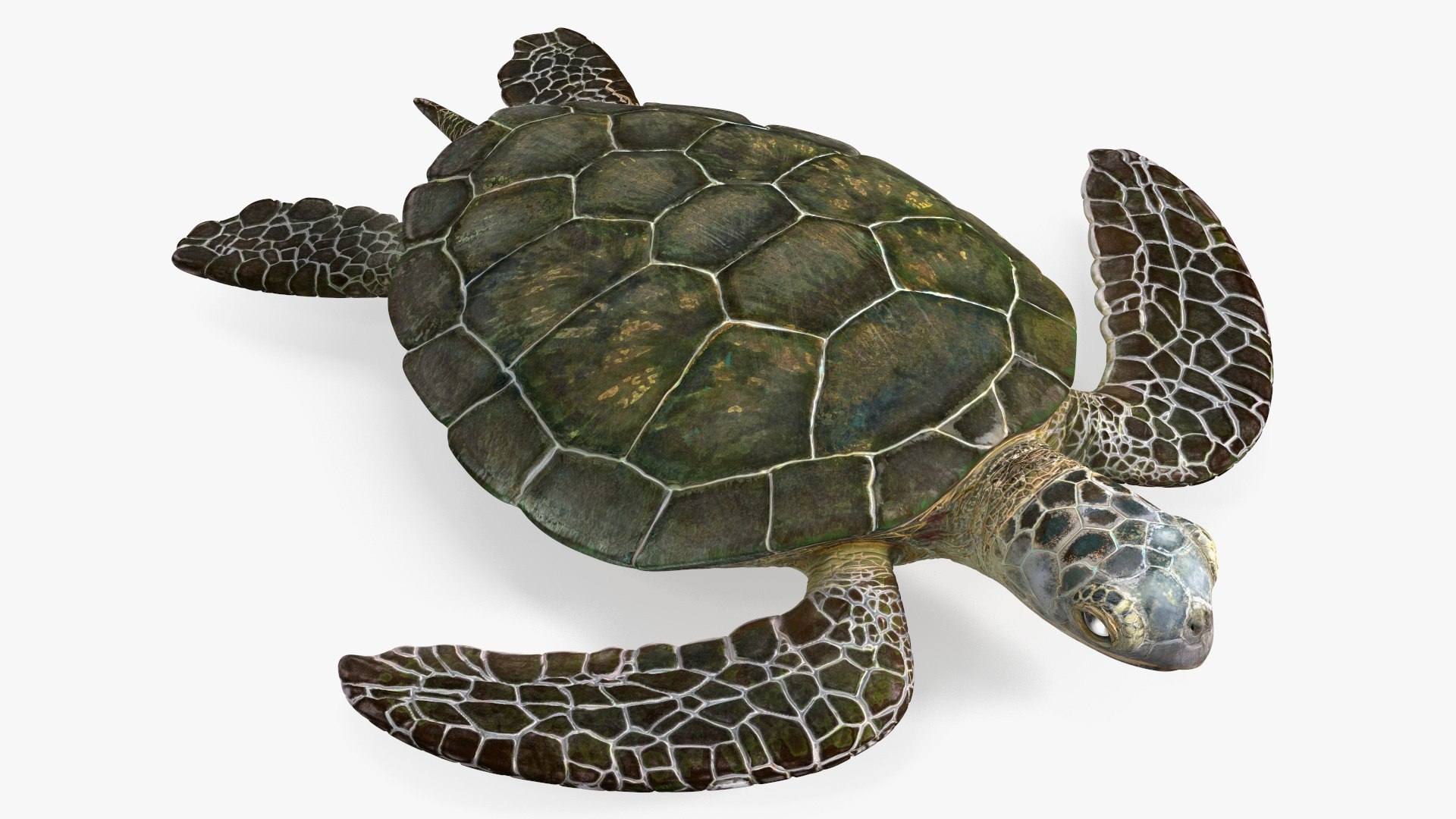 Sea Turtle With Baby Turtle Rigged For Cinema 4D Collection Model ...