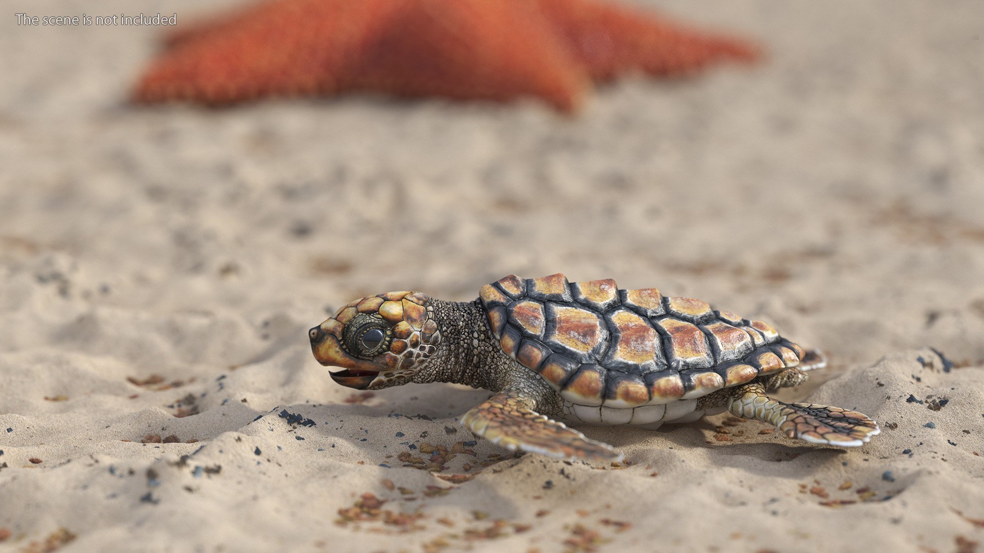 Sea Turtle With Baby Turtle Rigged For Cinema 4D Collection Model ...