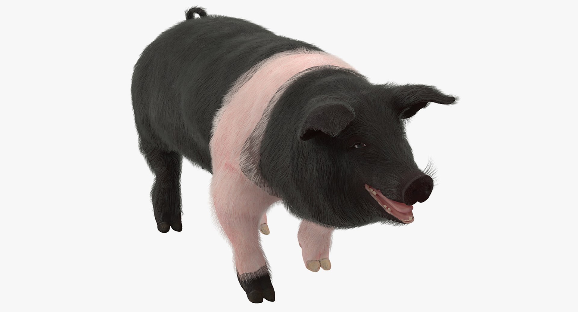 3D hampshire pig sow walking - TurboSquid 1357847