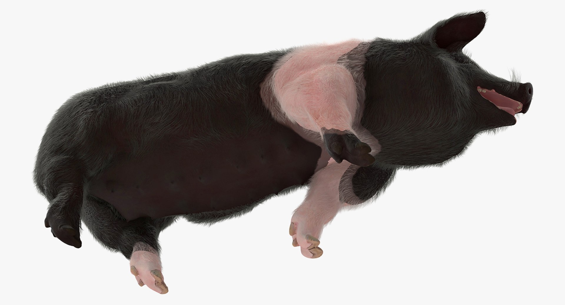 3D hampshire pig sow walking - TurboSquid 1357847