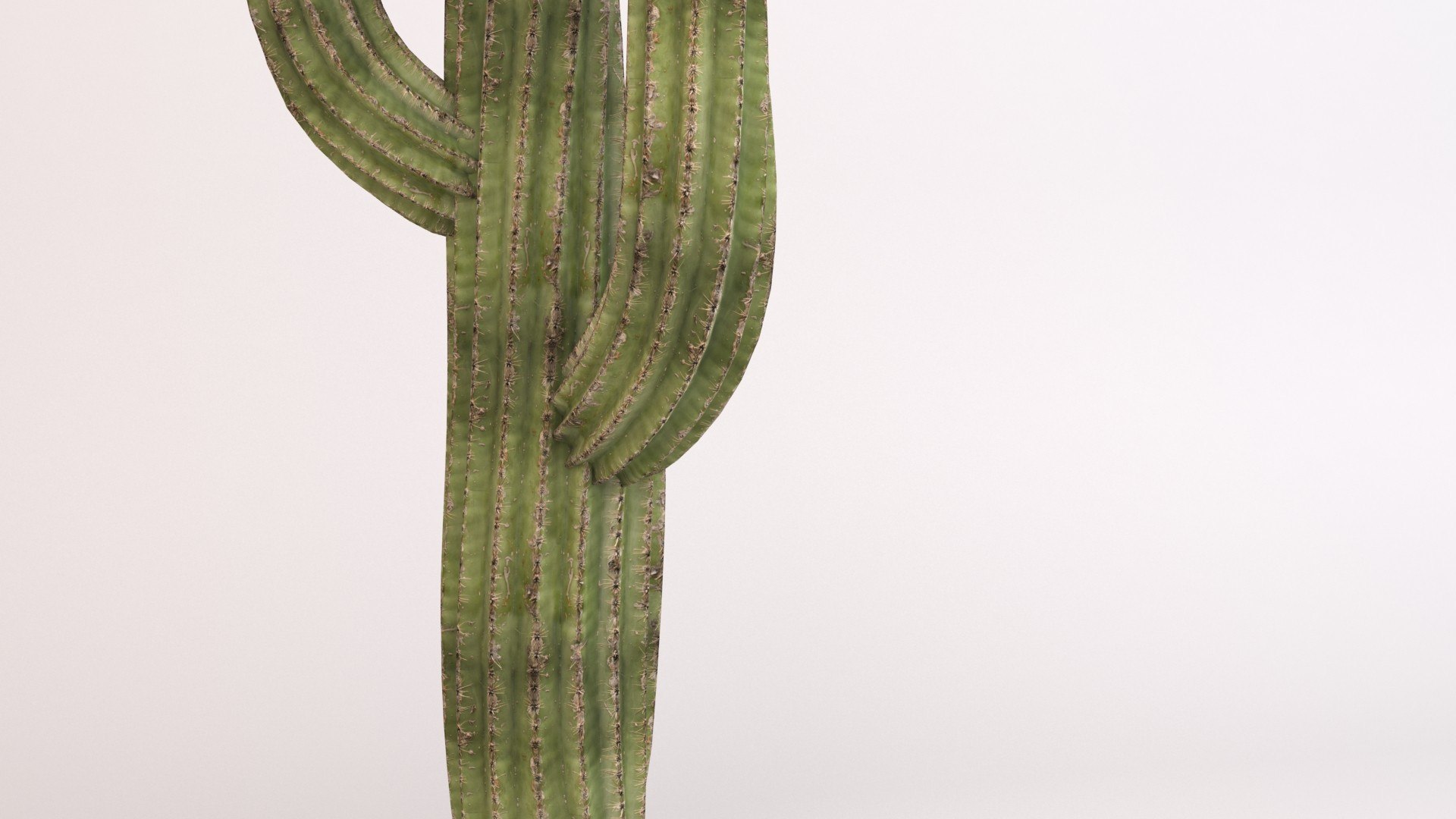 Cactus model - TurboSquid 1432948