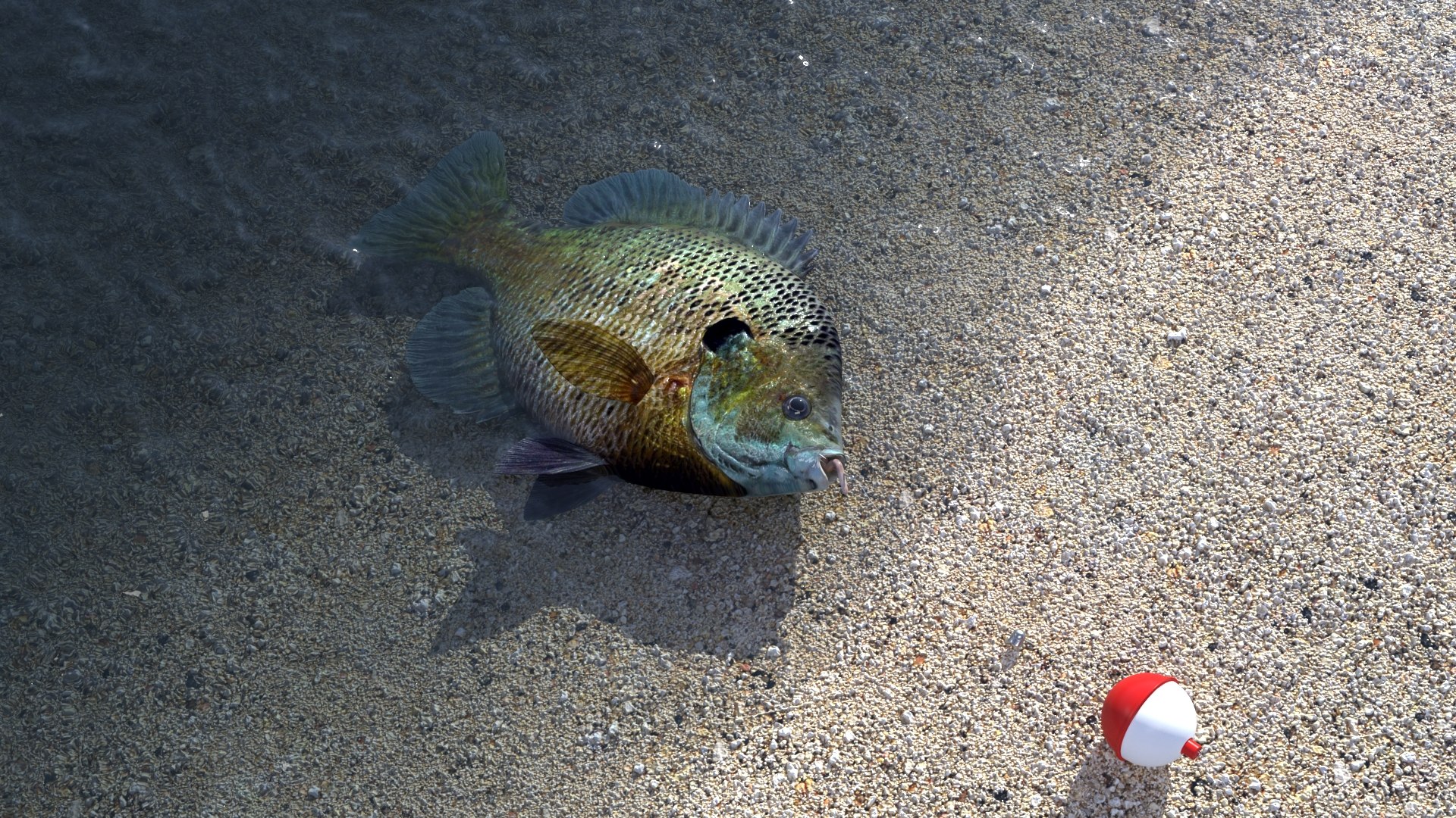 3D Bluegill Fish - TurboSquid 1697877