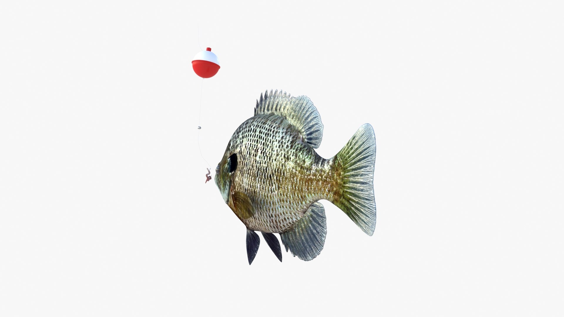 3D Bluegill Fish - TurboSquid 1697877