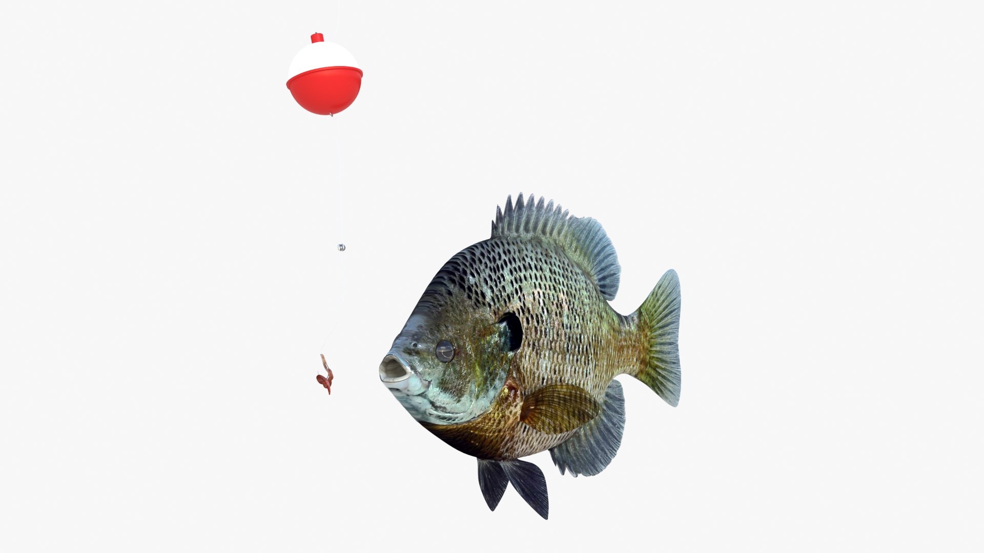 3D Bluegill Fish - TurboSquid 1697877
