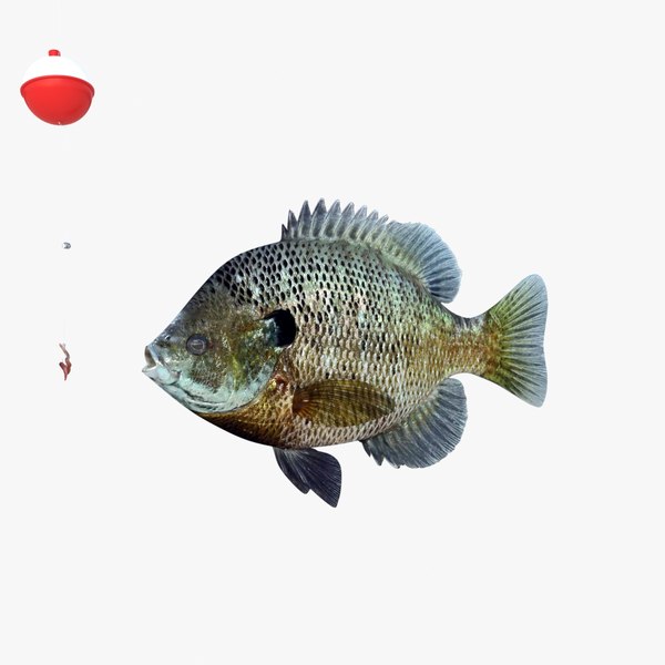 Bluegill 3D Models for Download | TurboSquid