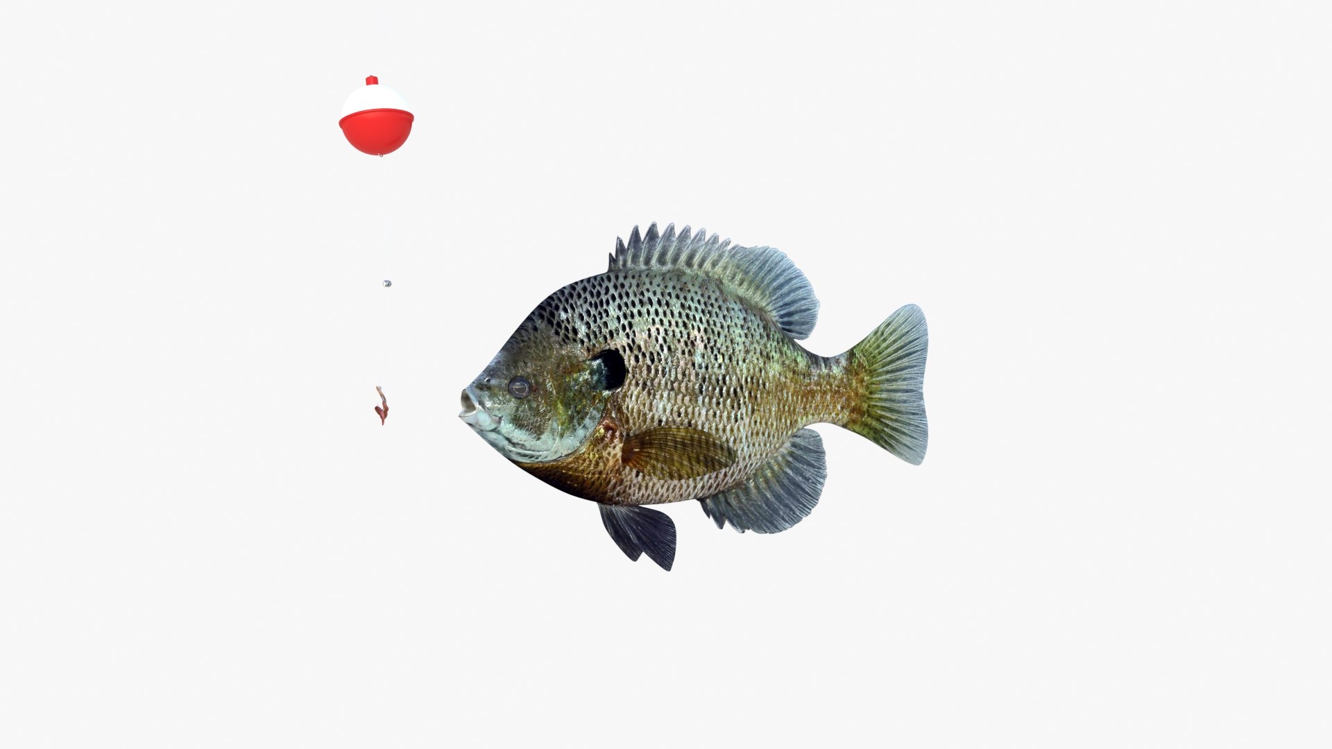 3D Bluegill Fish - TurboSquid 1697877
