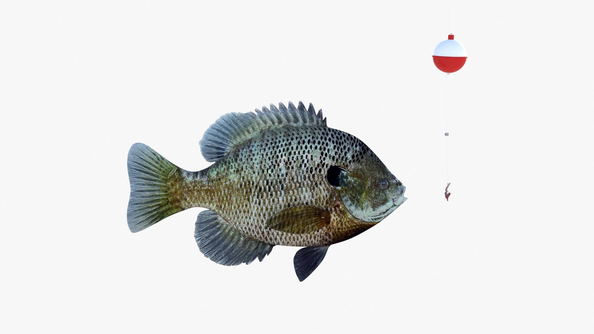 3D Bluegill Fish - TurboSquid 1697877