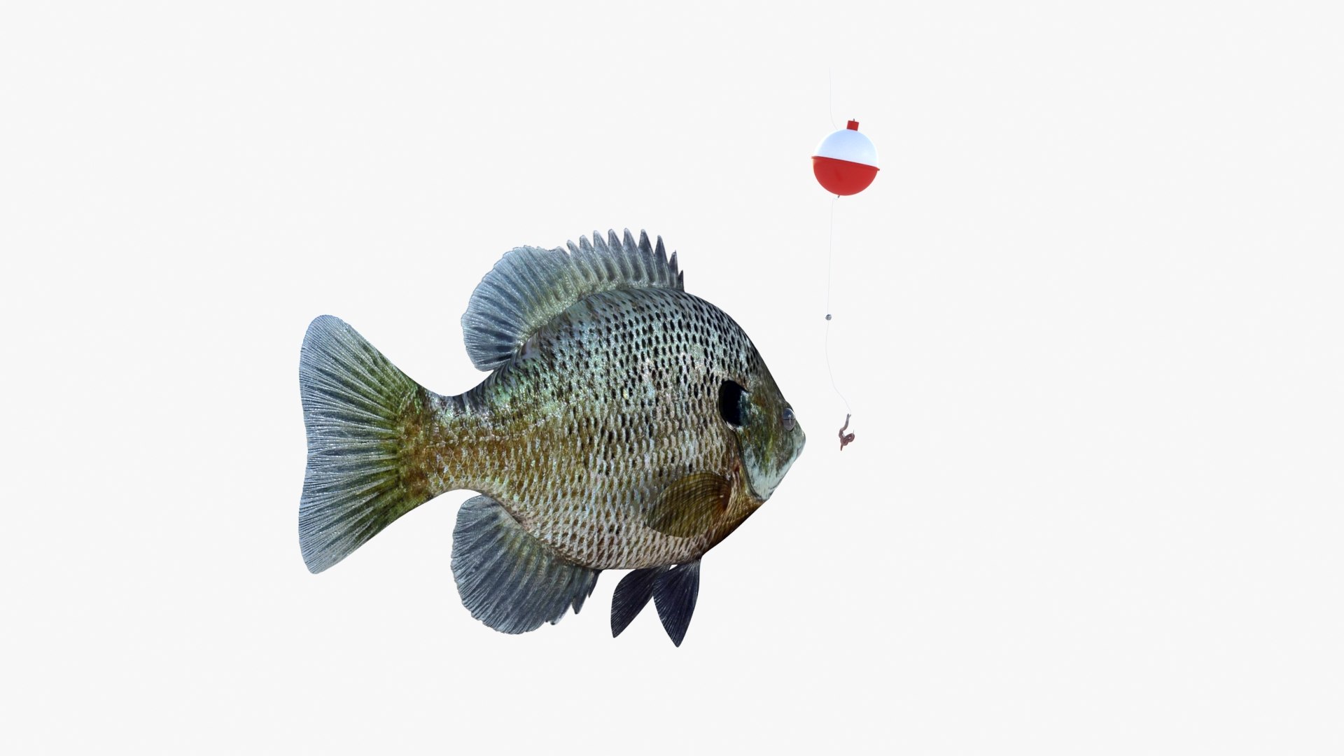 3D Bluegill Fish - TurboSquid 1697877