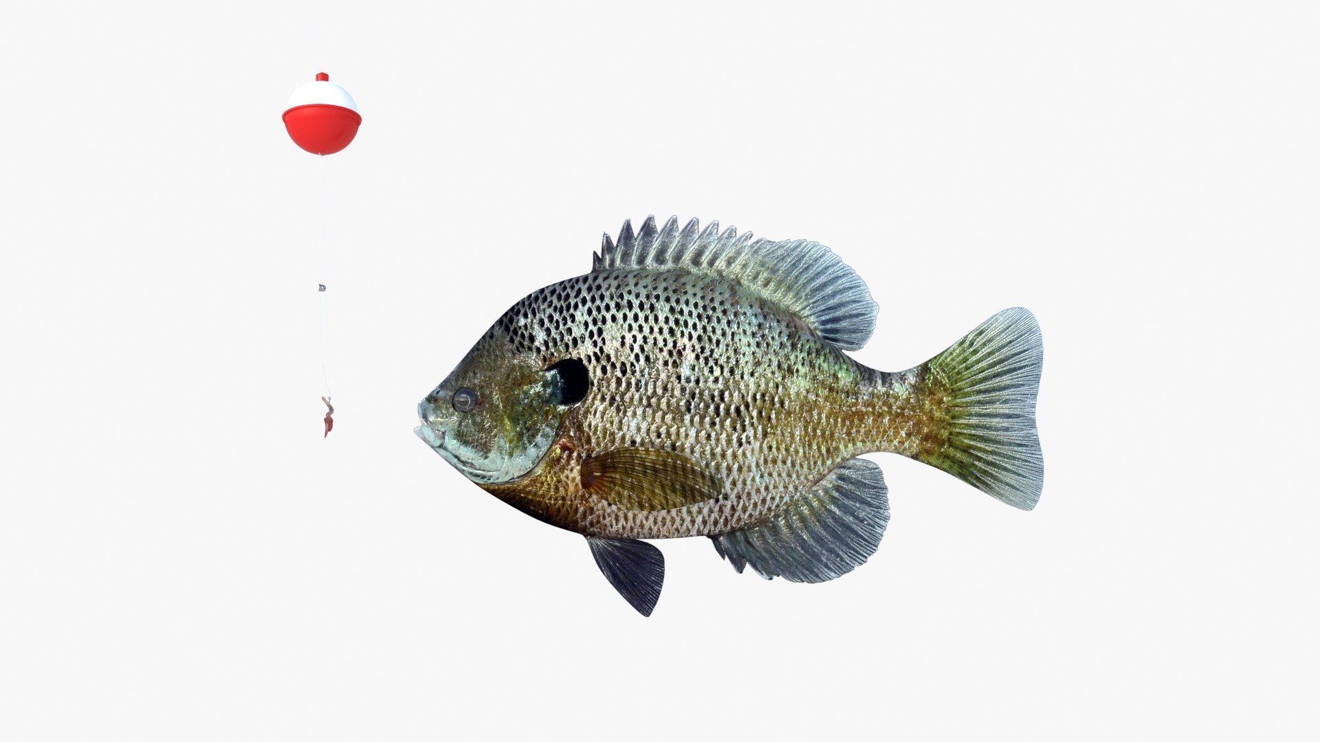 3D Bluegill Fish - TurboSquid 1697877