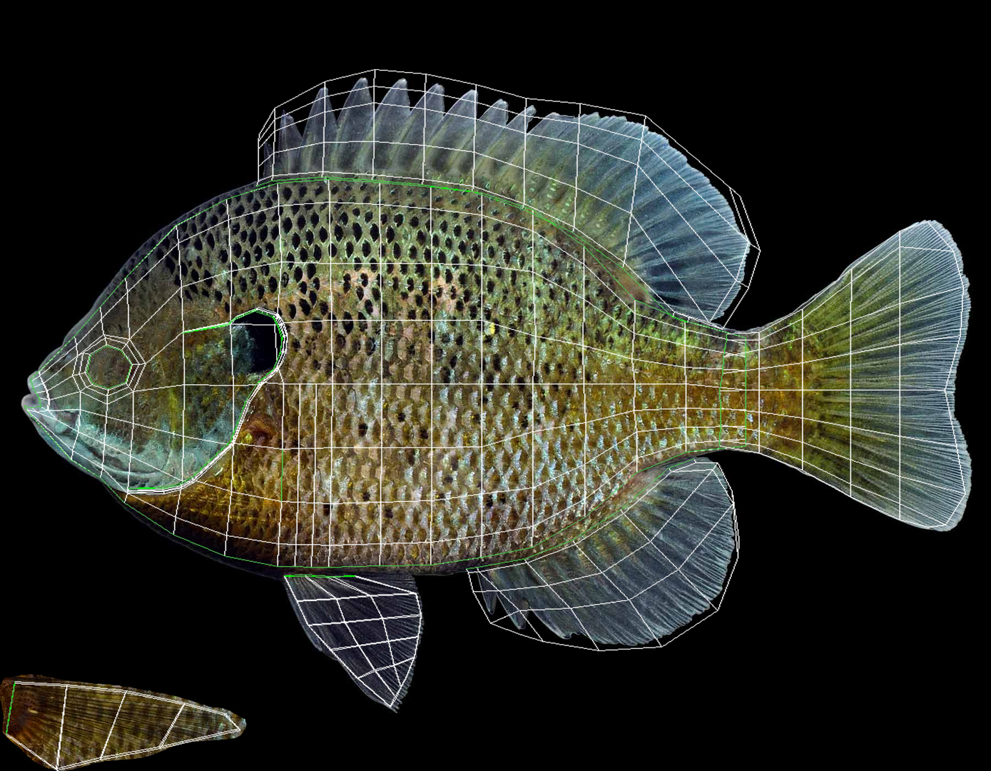 3D модель Bluegill - TurboSquid 1697877