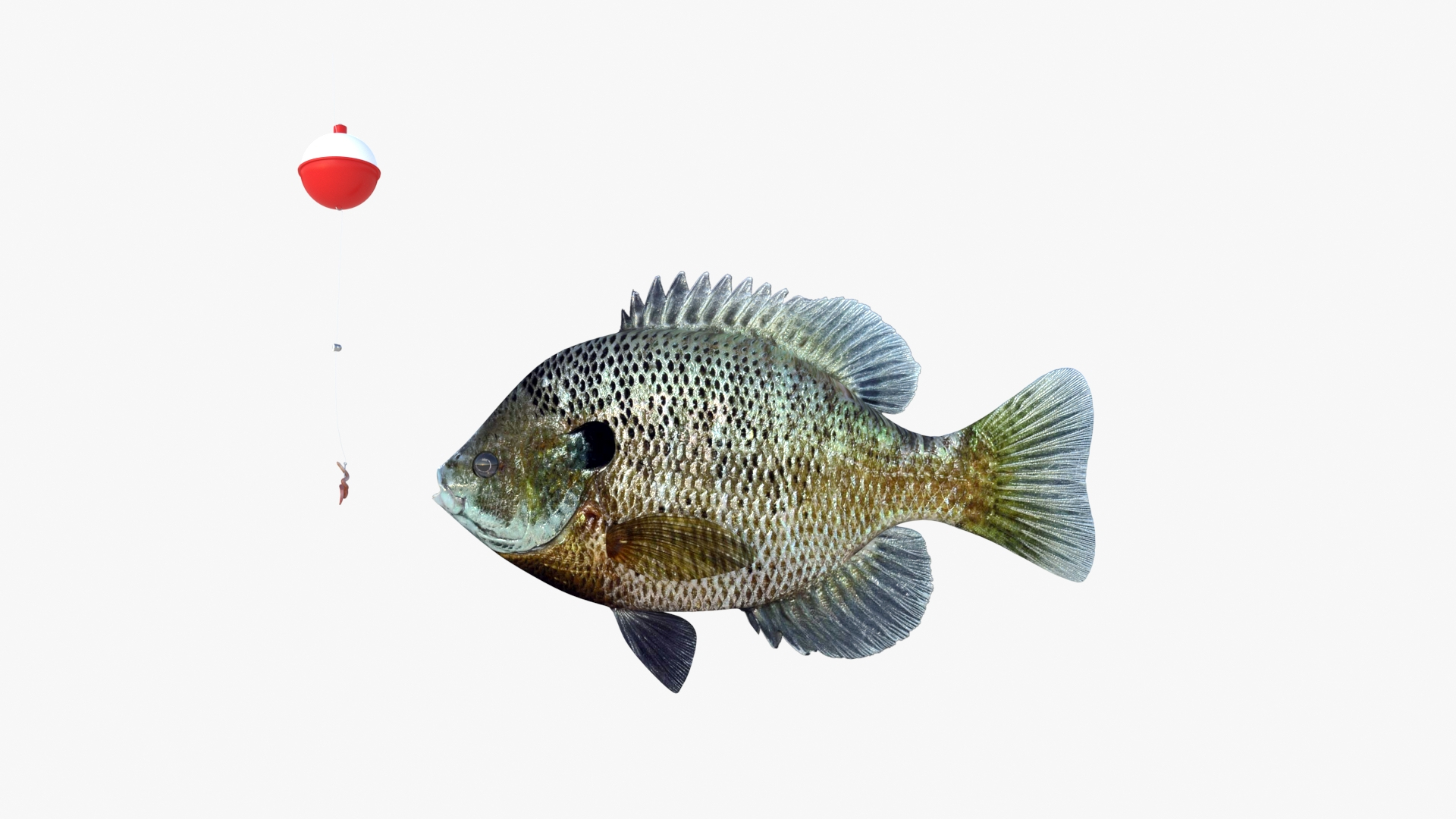 3D Bluegill Fish - TurboSquid 1697877