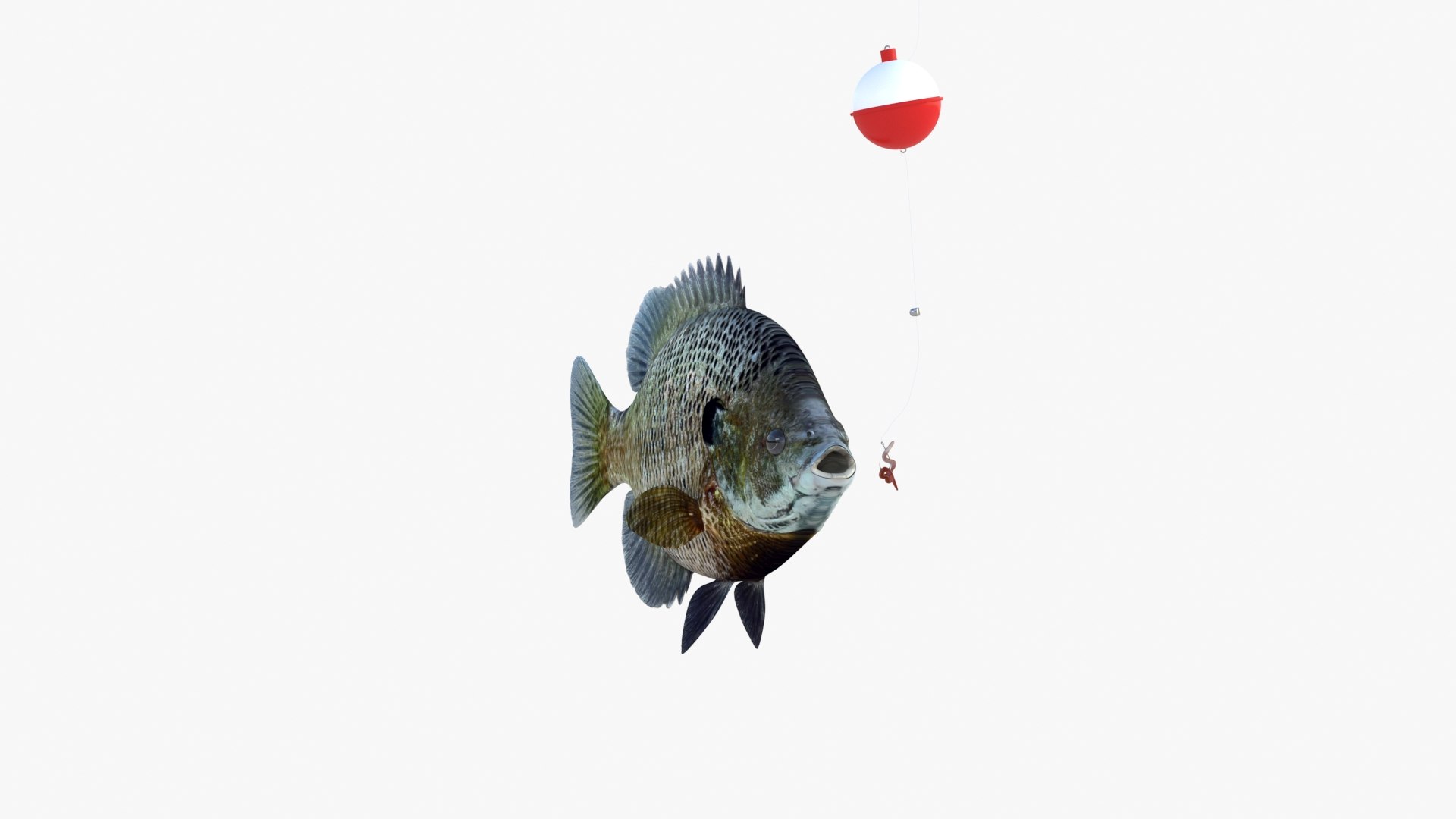 3D Bluegill Fish - TurboSquid 1697877