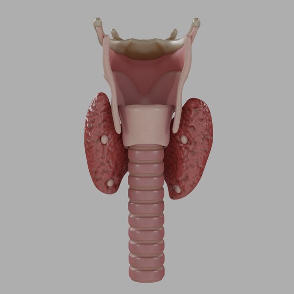 3D Thyroid - TurboSquid 1953273