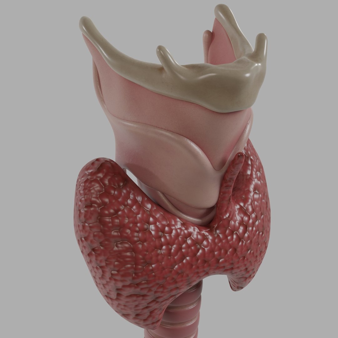 3D Thyroid - TurboSquid 1953273