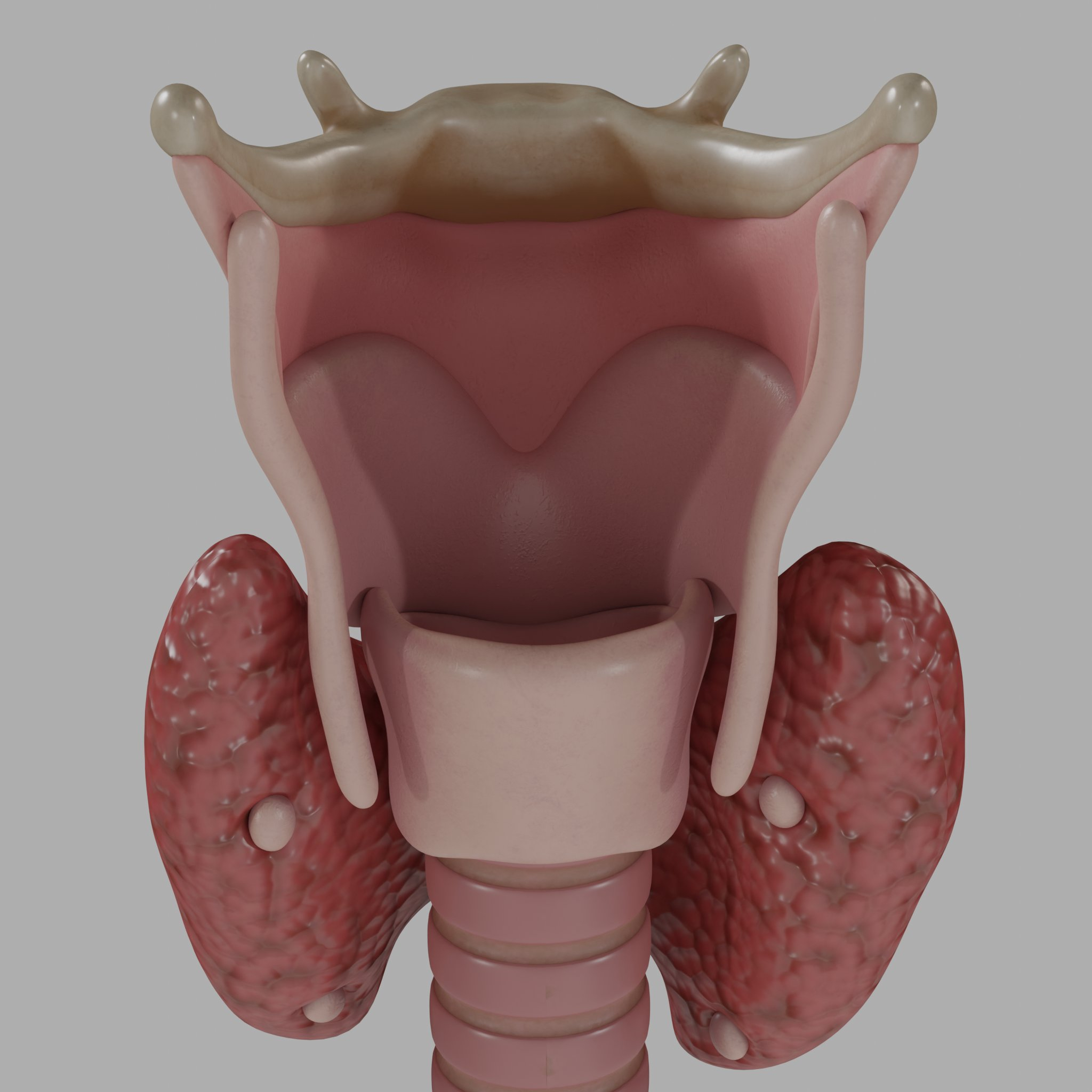 3D Thyroid - TurboSquid 1953273